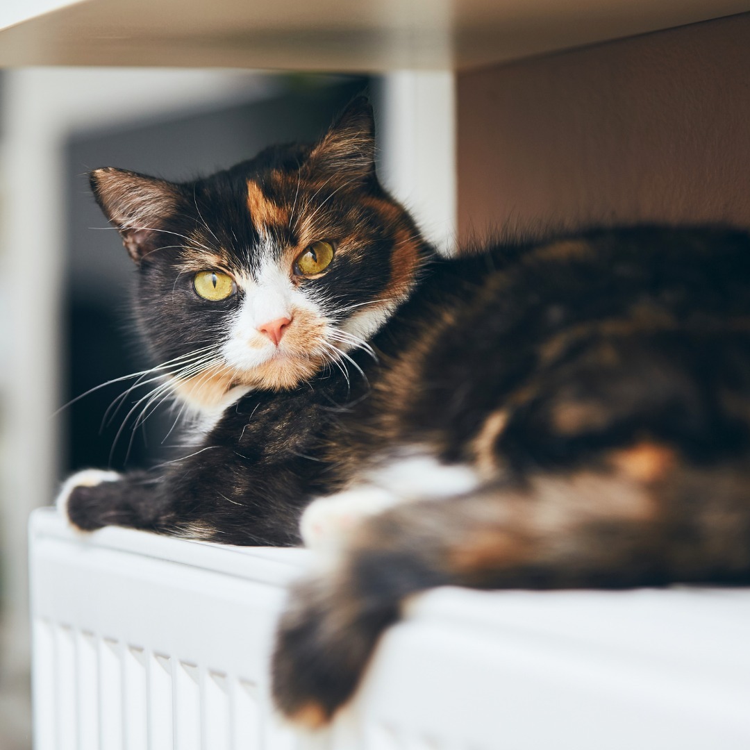 Natural Gas Distributor | Australian Gas Networks